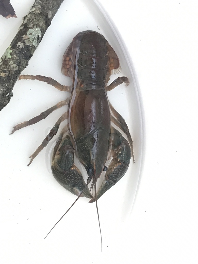 Prairie Crayfish from Albert Johnson Rd, Nashville, IN, US on April 16 ...
