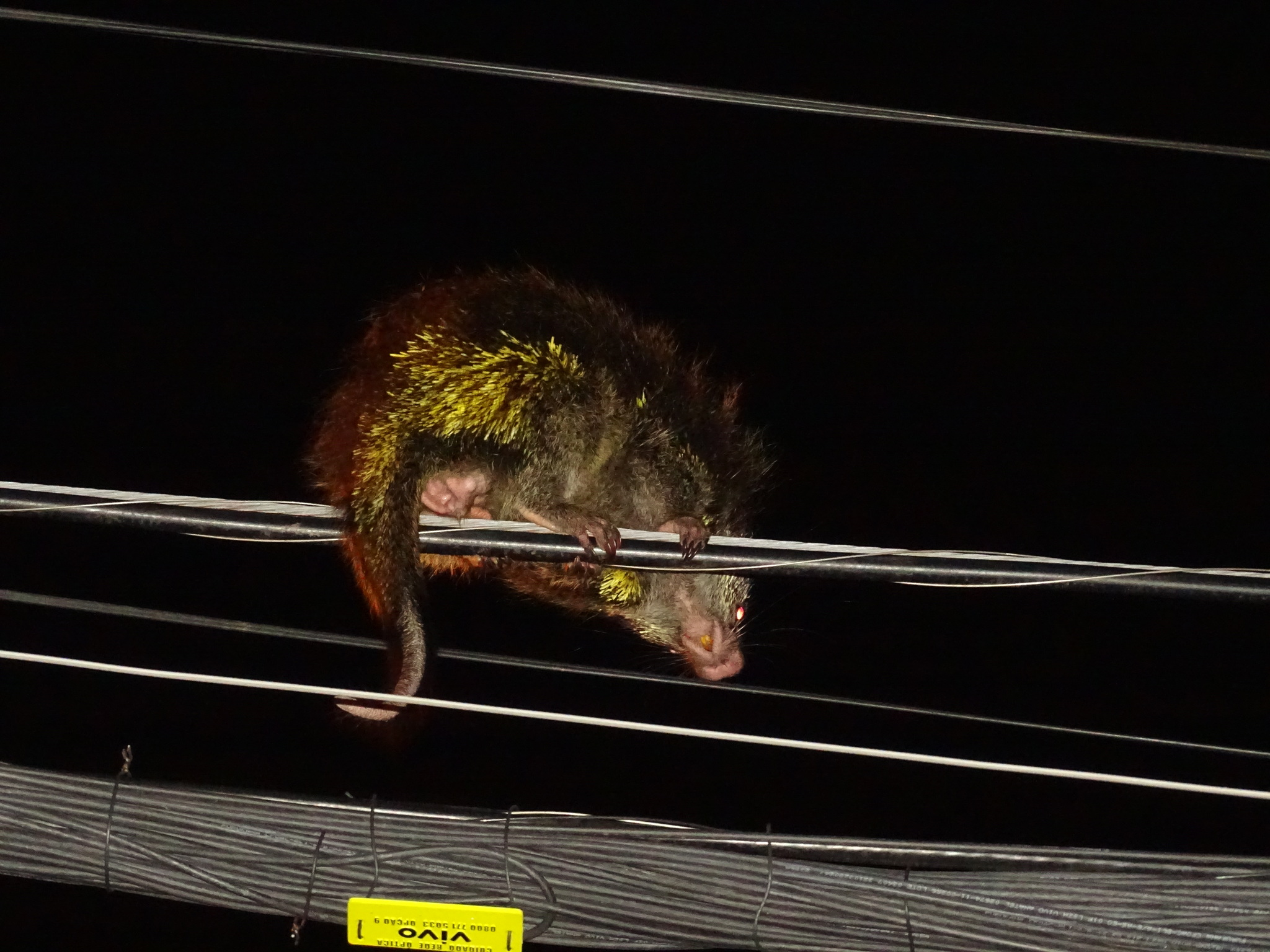 Sphiggurus spinosus (F.Cuvier, 1823)