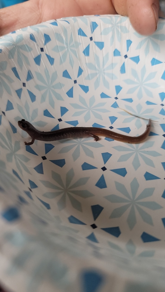 Many-ribbed Salamander from Bryant, AR 72019, USA on April 16, 2022 at ...