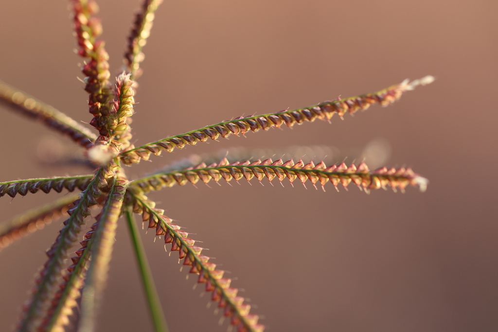 Hooded Windmill Grass from Bastrop, Texas, United States on November 13 ...