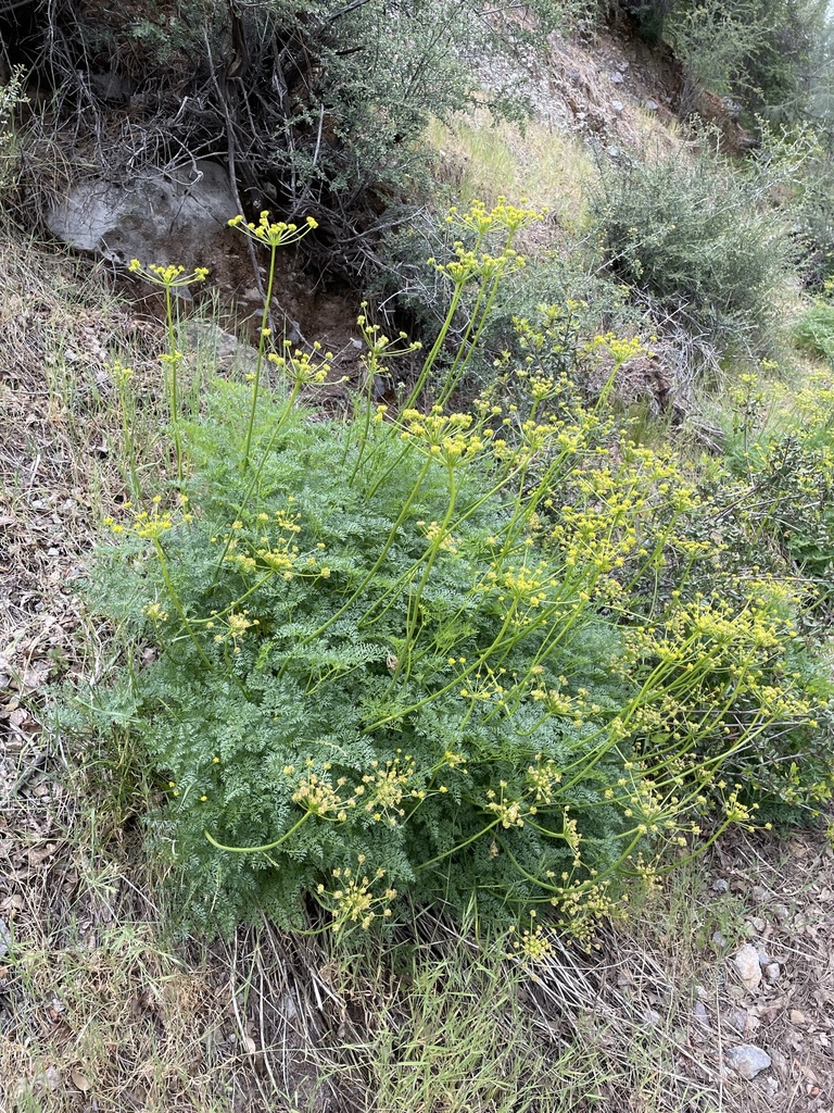 northern Indian parsnip from Shasta, Shasta-Trinity National Forest ...
