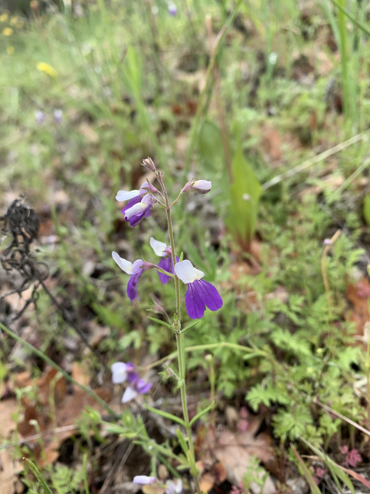 Collinsia linearis A.Gray