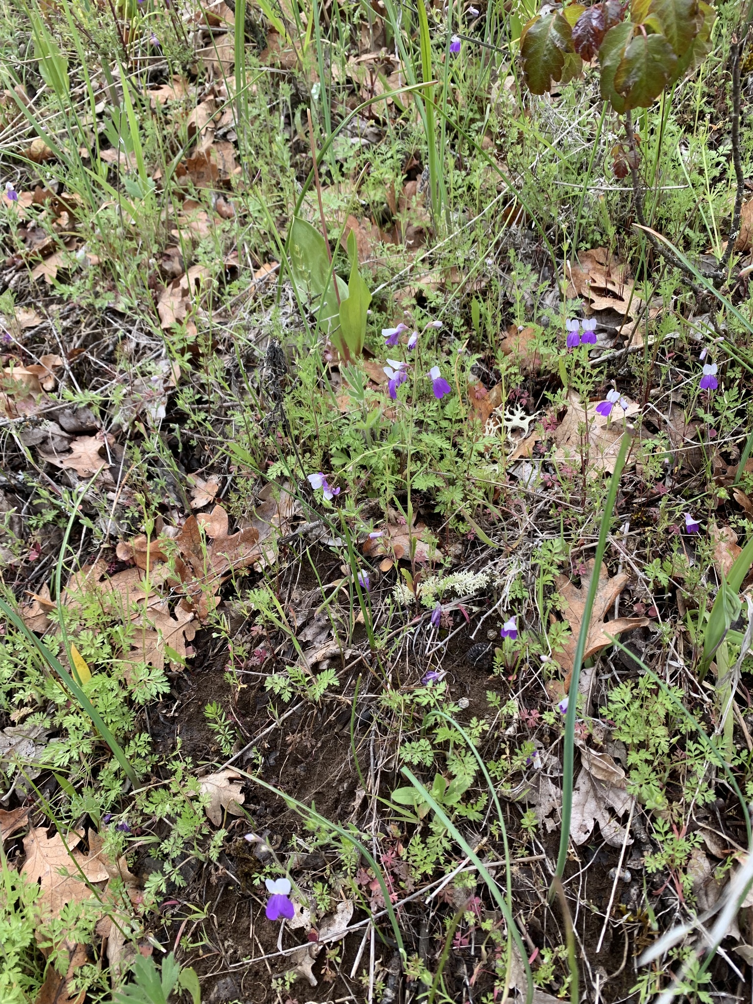 Collinsia linearis A.Gray