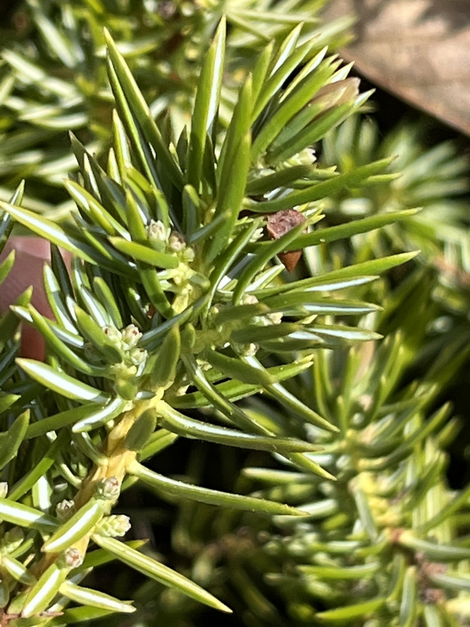 Juniperus rigida Siebold & Zucc.