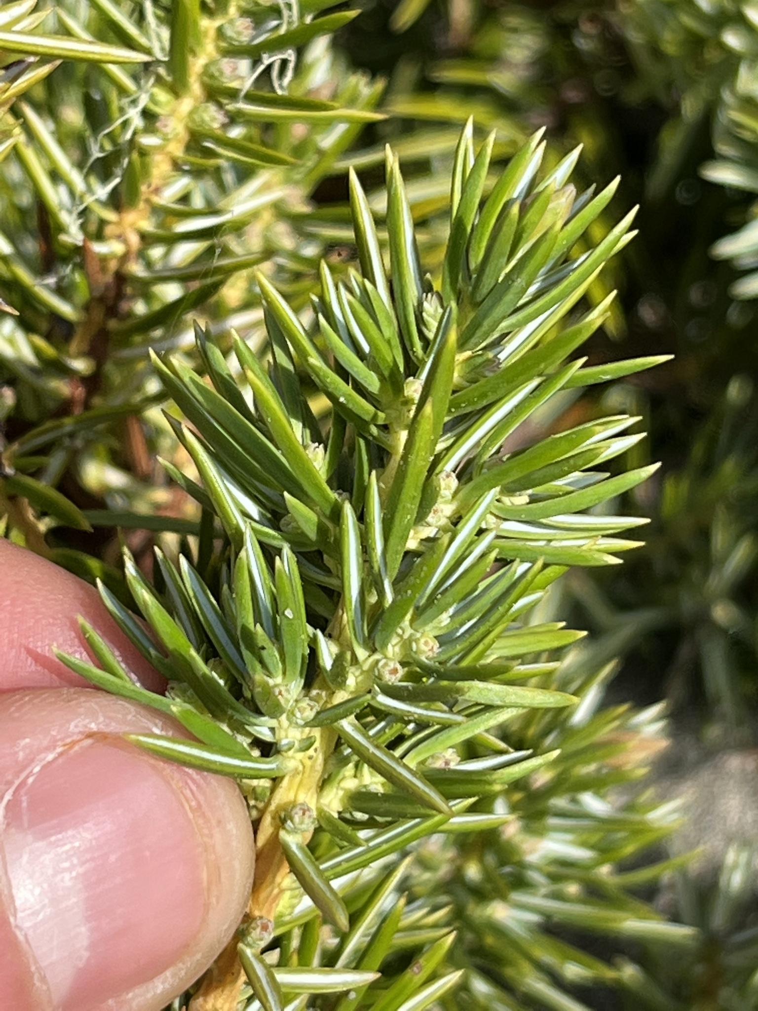 Juniperus rigida Siebold & Zucc.