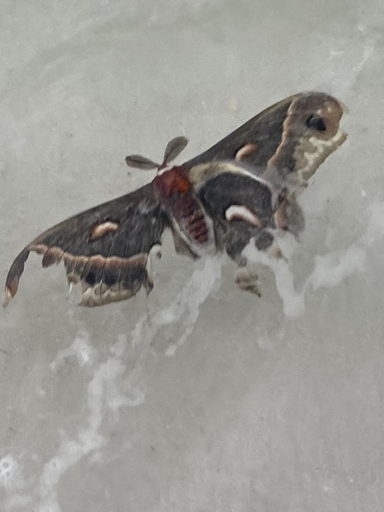 Cecropia Moth from Fort Pickens, Pensacola Beach, FL, US on April 16 ...