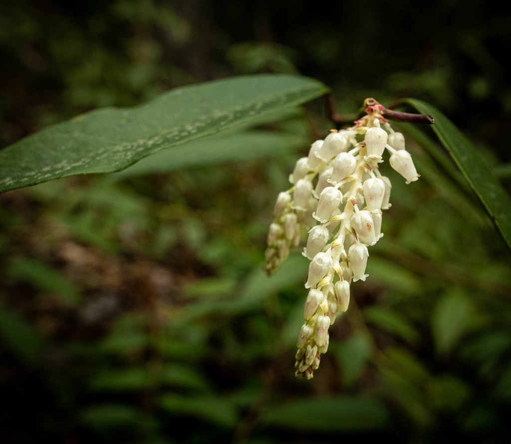 mountain doghobble from 4232 SC-11, Marietta, SC 29661, USA on April 16 ...
