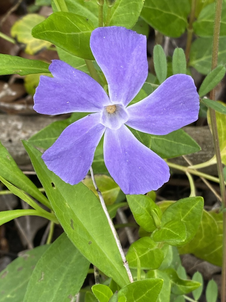greater periwinkle from McMullen Rd., Madison County, AL, USA on April ...