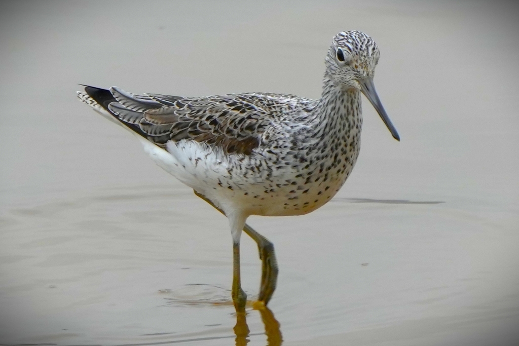 Common Greenshank from Macao on April 16, 2022 at 04:42 PM by Jeremy J ...