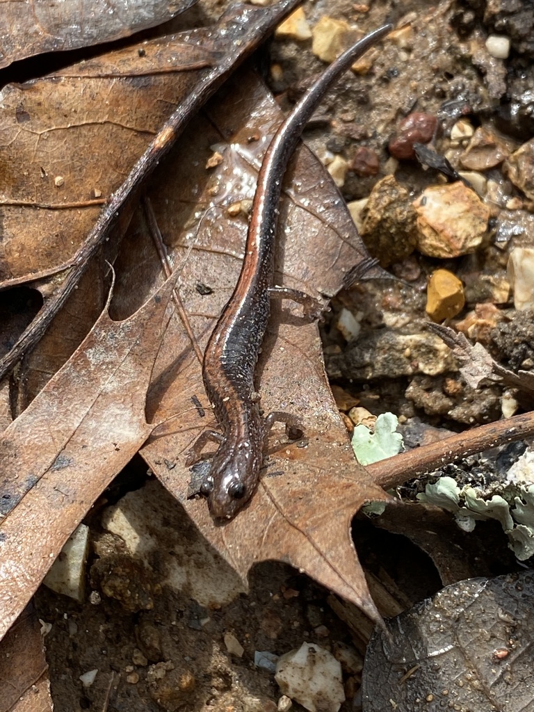 Southern Red-backed Salamander from Montauk State Park, Salem, MO, US ...