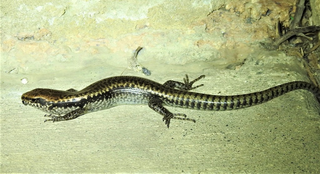 Dark Bar-sided Skink from Urliup NSW 2484, Australia on April 16, 2022 ...
