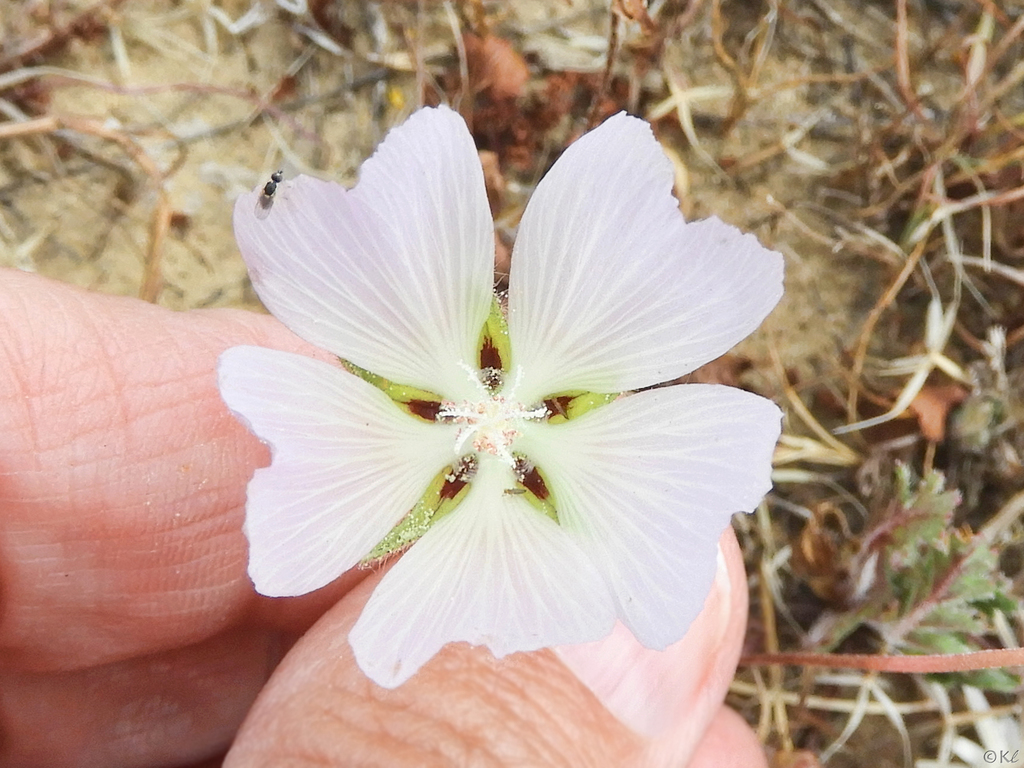 fringed checkerbloom from Jepson Prairie Preserve, Solano County ...