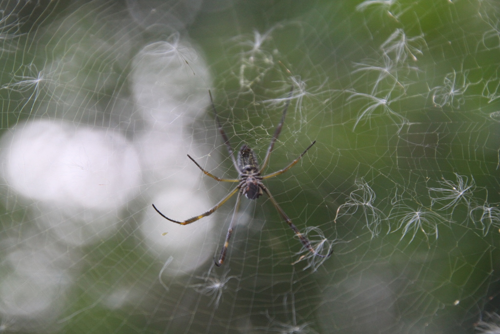 Golden Silk Spider from Acassuso, Provincia de Buenos Aires, Argentina ...