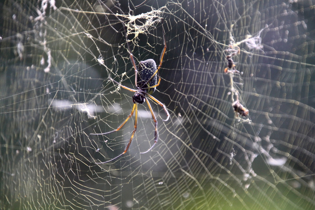 Golden Silk Spider from Acassuso, Provincia de Buenos Aires, Argentina ...