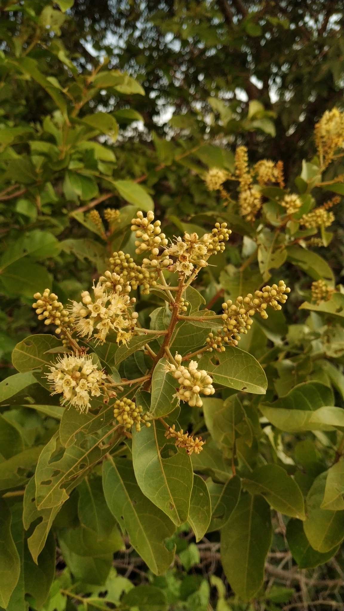 Combretum leprosum Mart.