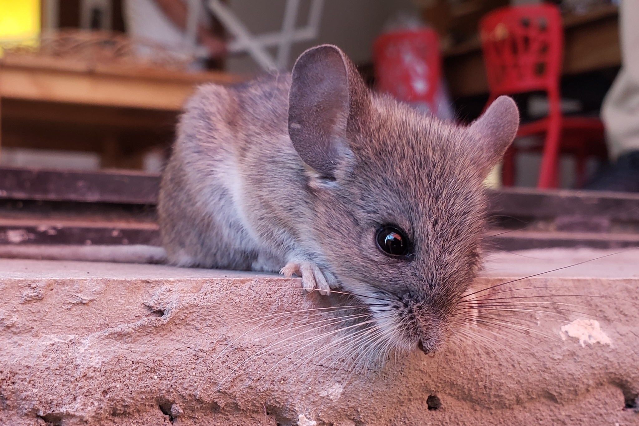 Phyllotis darwini (Waterhouse, 1837)