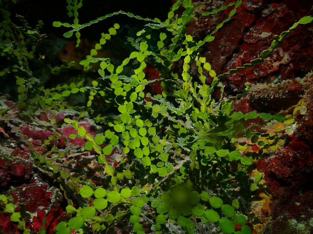 watercress alga (Halimeda opuntia) - Botanical Realm