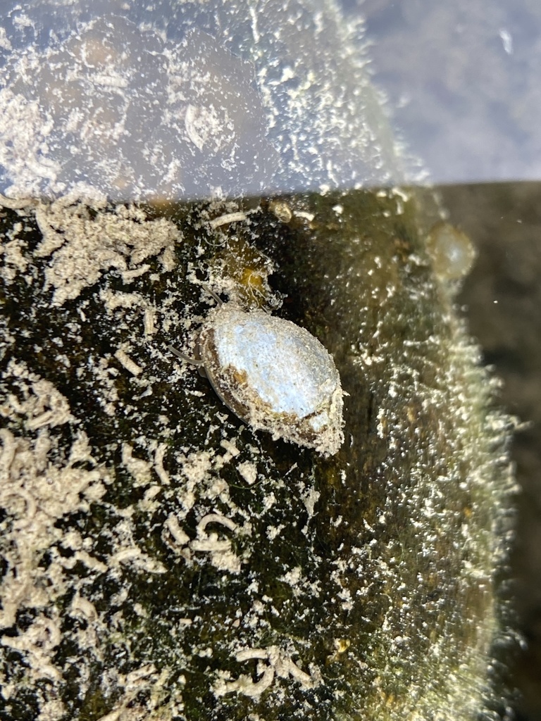 Acute Bladder Snail from Castleton Drive, Rolleston, Canterbury, NZ on ...