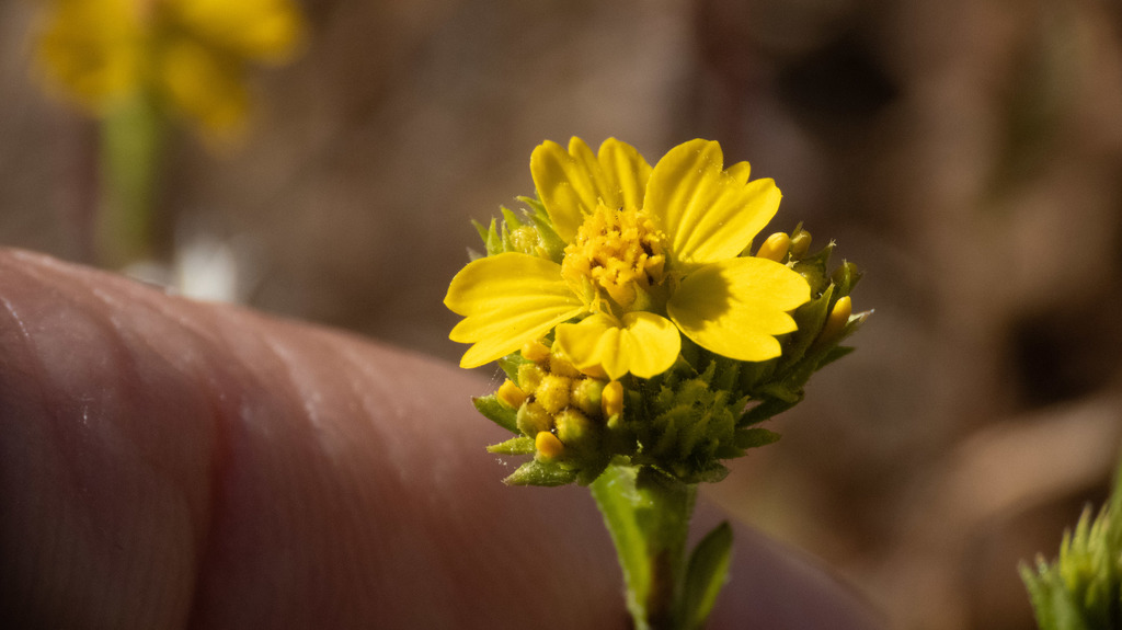 Clustered Tarweed from Clairemont, San Diego, CA, USA on April 16, 2022 ...