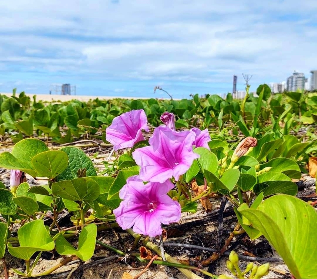Beach Morning Glory (Ipomoea pes-caprae) - Botanical Realm