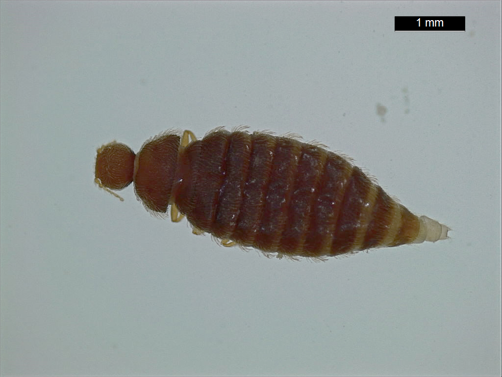 Odd Beetle from Northwest Washington, Washington, DC, USA on March 21 ...