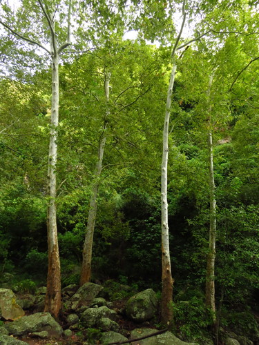 Sicómoro de la Sierra Madre Occidental (Platanus gentryi)