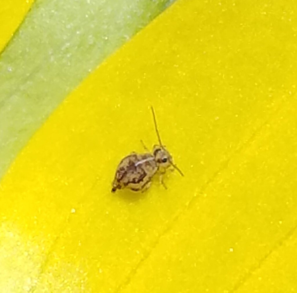 Globular Springtails from Miami-Dade County, FL, USA on April 10, 2022 ...