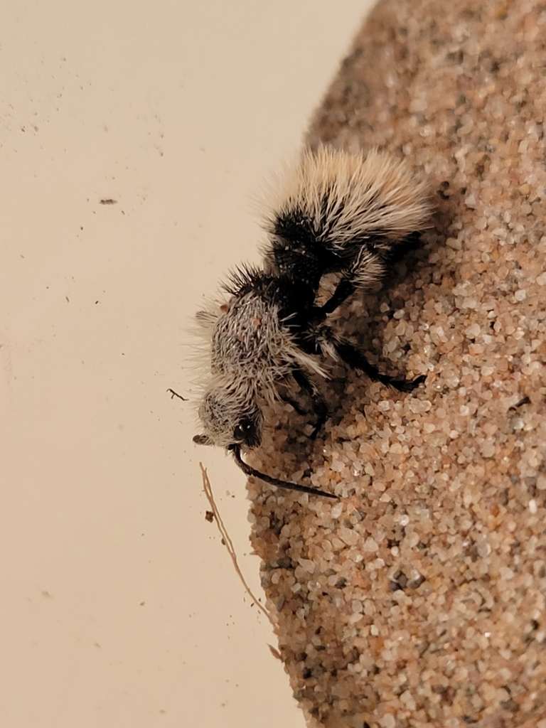 Dasymutilla magna in April 2022 by Jamie · iNaturalist