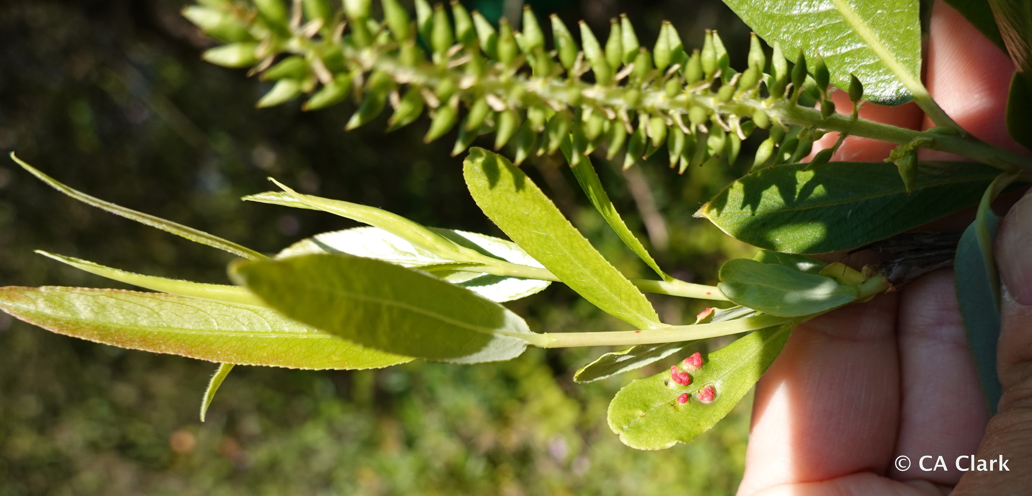 Aculus tetanothrix (Nalepa, 1889)