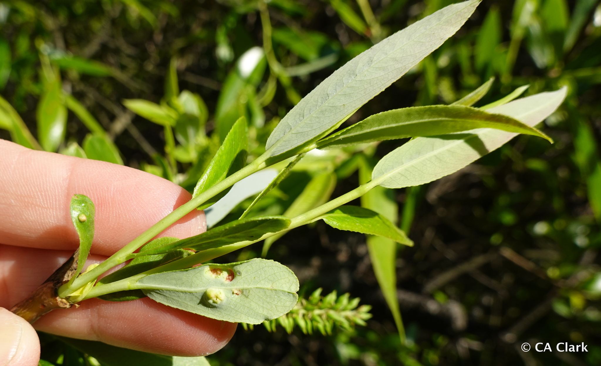 Aculus tetanothrix (Nalepa, 1889)