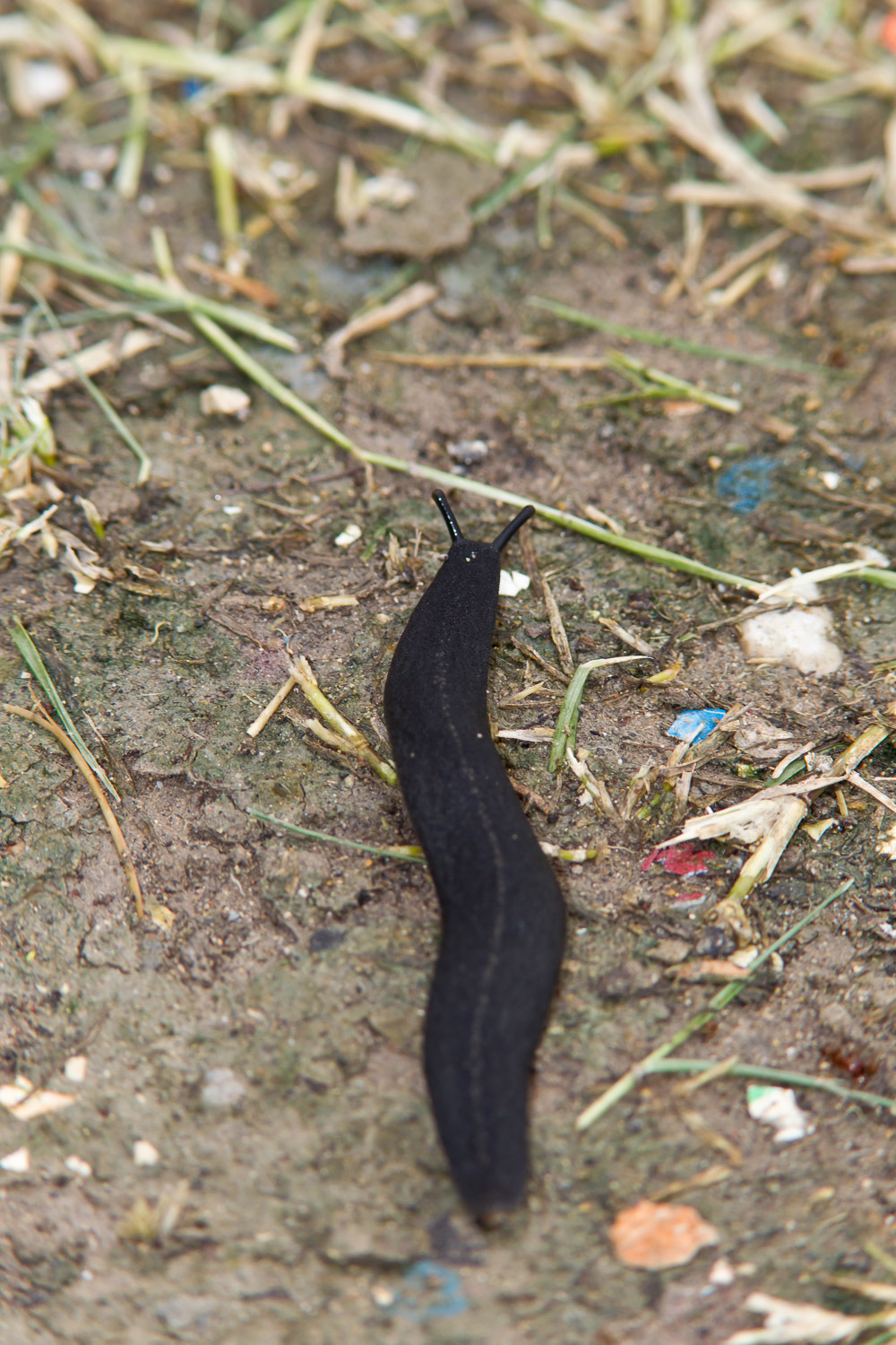 Black Slug Texas