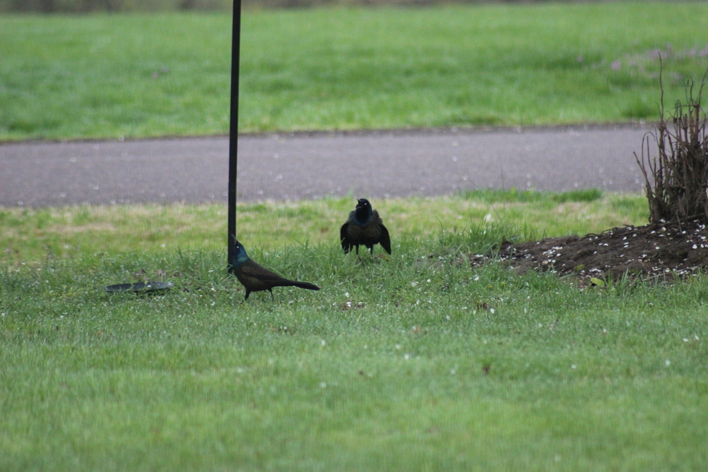 Common Grackle from Franklin County, MO, USA on April 12, 2022 at 07:14 ...