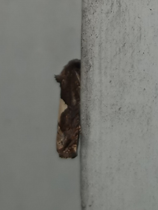 Bidens Borer Moth from Lumber Bridge, NC 28357, USA on April 16, 2022 ...