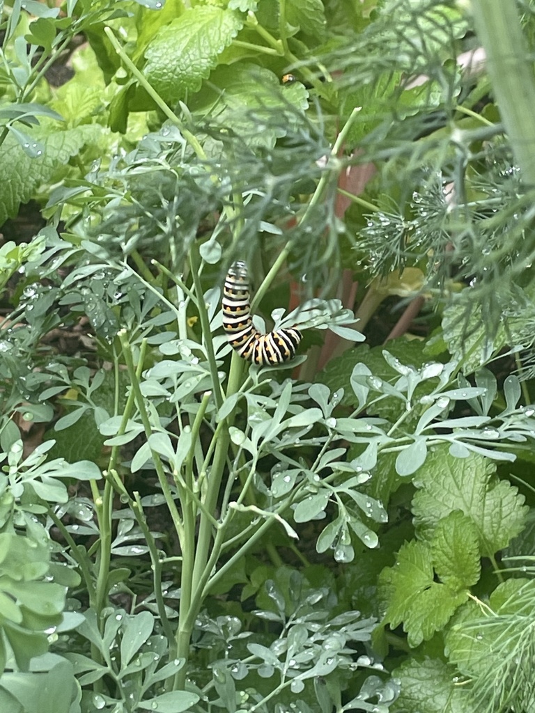 Black Swallowtail from Isabelle Dr, Austin, TX, US on April 16, 2022 at ...