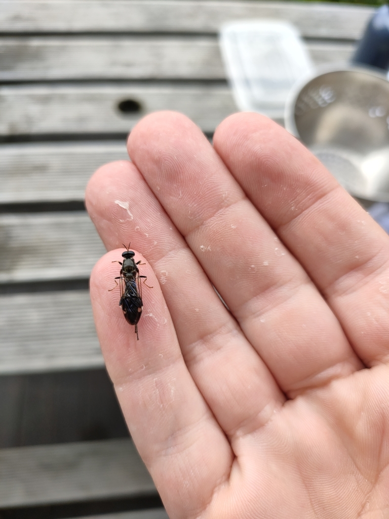 Garden soldier fly in April 2022 by William Kenneth Wayne Godsoe ...