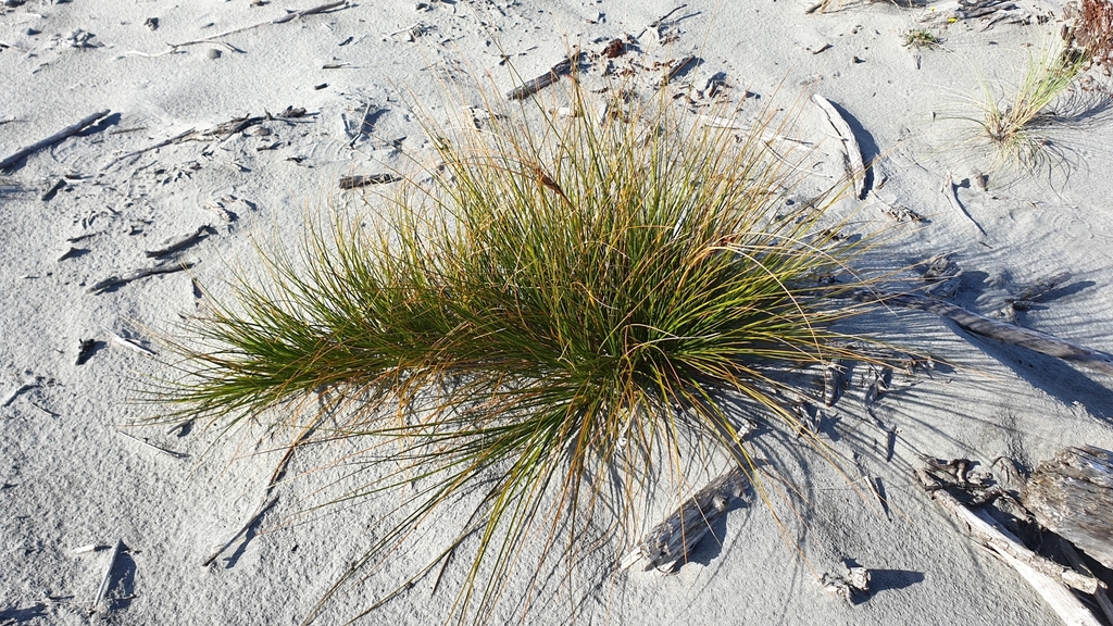 Pingao from West Coast, New Zealand on April 17, 2022 at 03:22 PM by ...