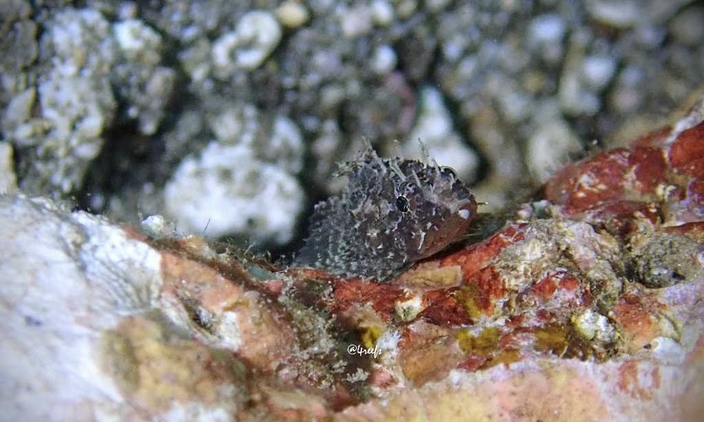 Kellogg's Scorpionfish (Wildlife of the United States - Fish Pt.4 ...