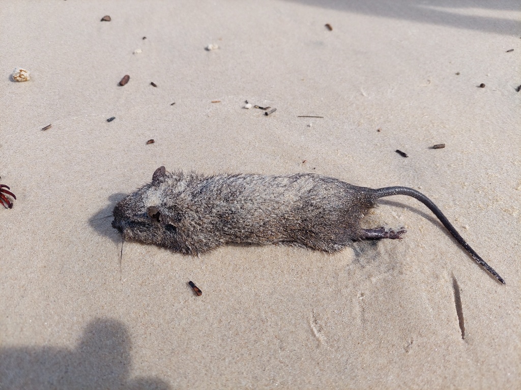 Australian Swamp Rat from East Ballina NSW 2478, Australia on April 16 ...