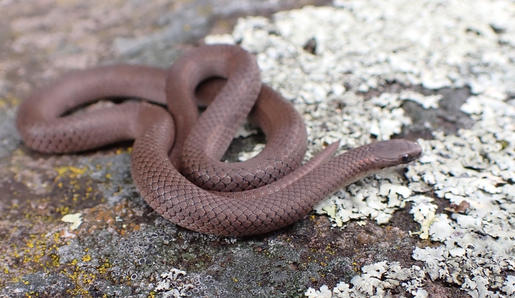 Forest Sharp-tailed Snake in April 2022 by James Maughn · iNaturalist