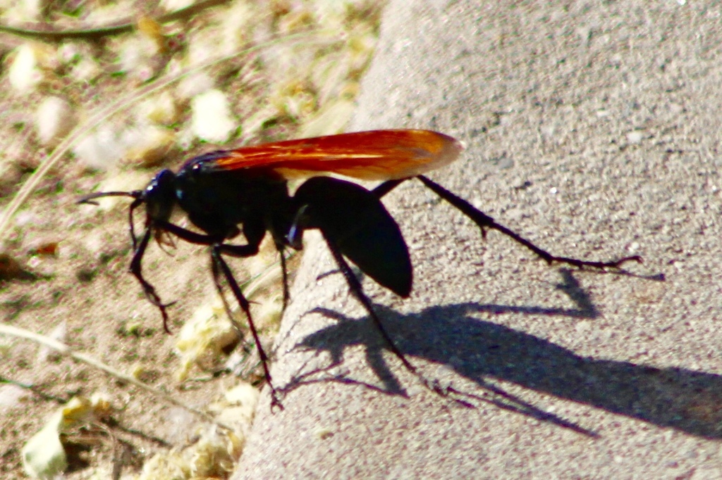 Thisbe's Tarantula-hawk Wasp from 2511 W Sweetwater Dr, Tucson, AZ, US ...