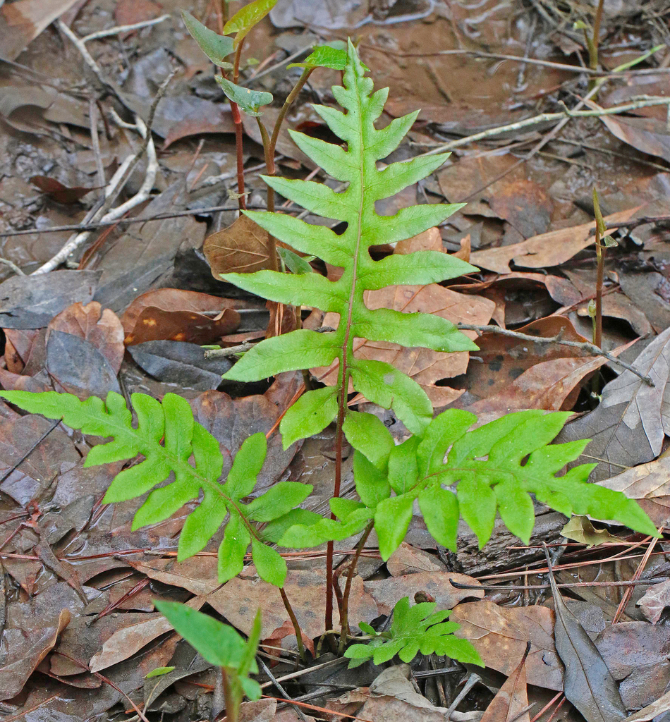 Netted Chain Fern (Native Plants of Assateague Island) · iNaturalist