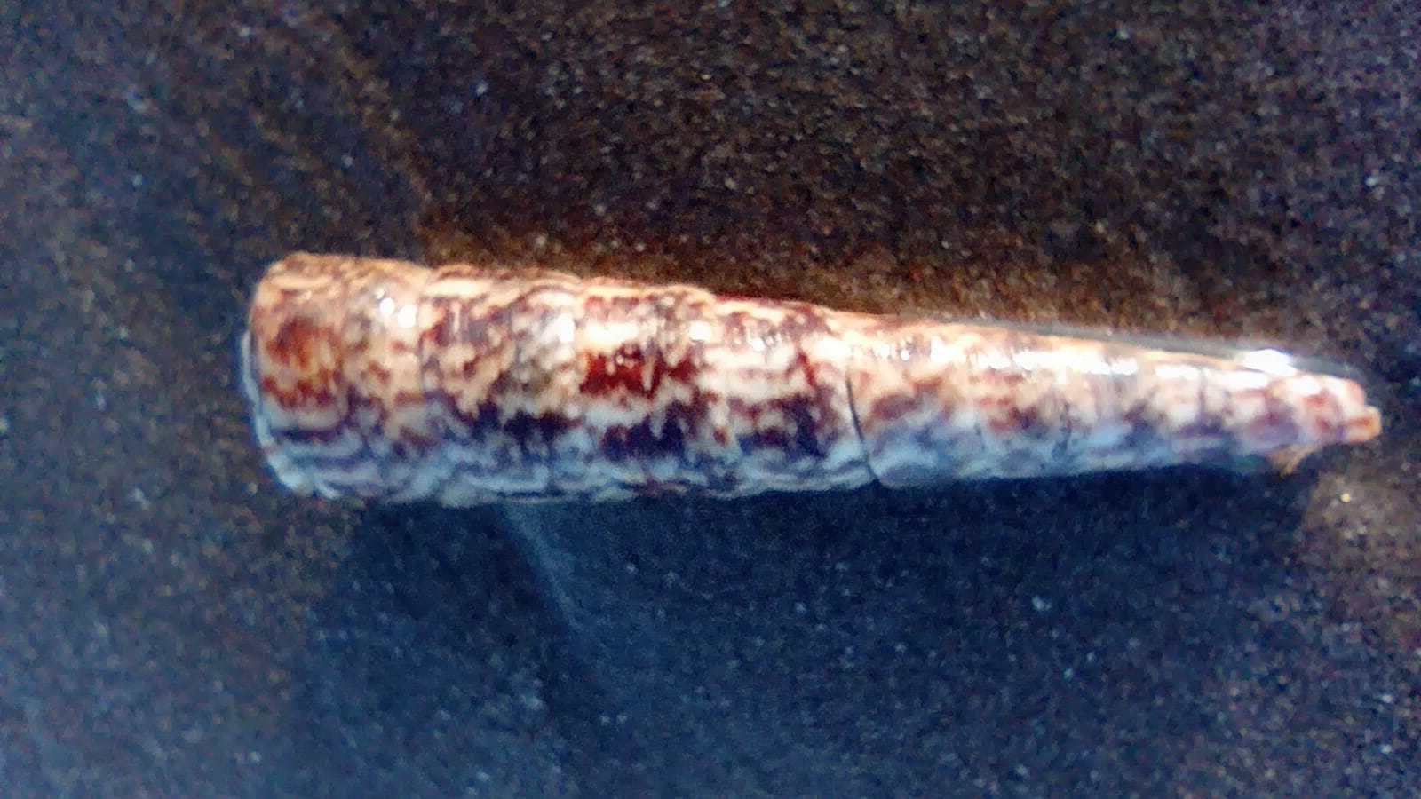 Turritella gonostoma Valenciennes, 1832