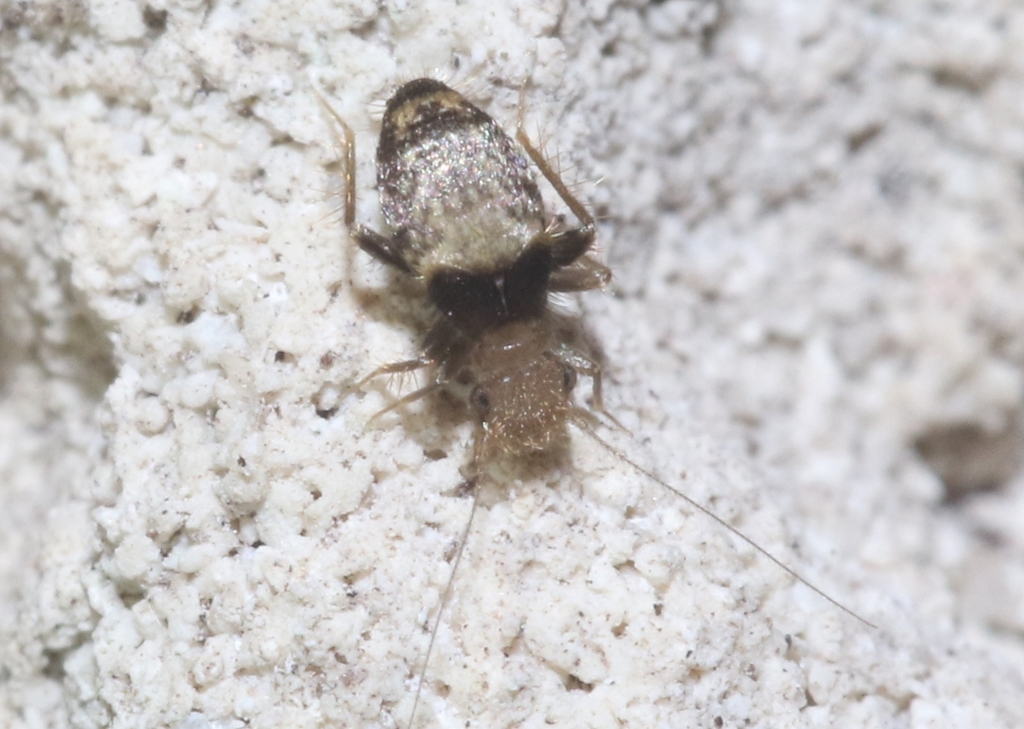 Scaly-winged Barklice from Paget, Bermuda on March 31, 2022 at 11:23 PM ...