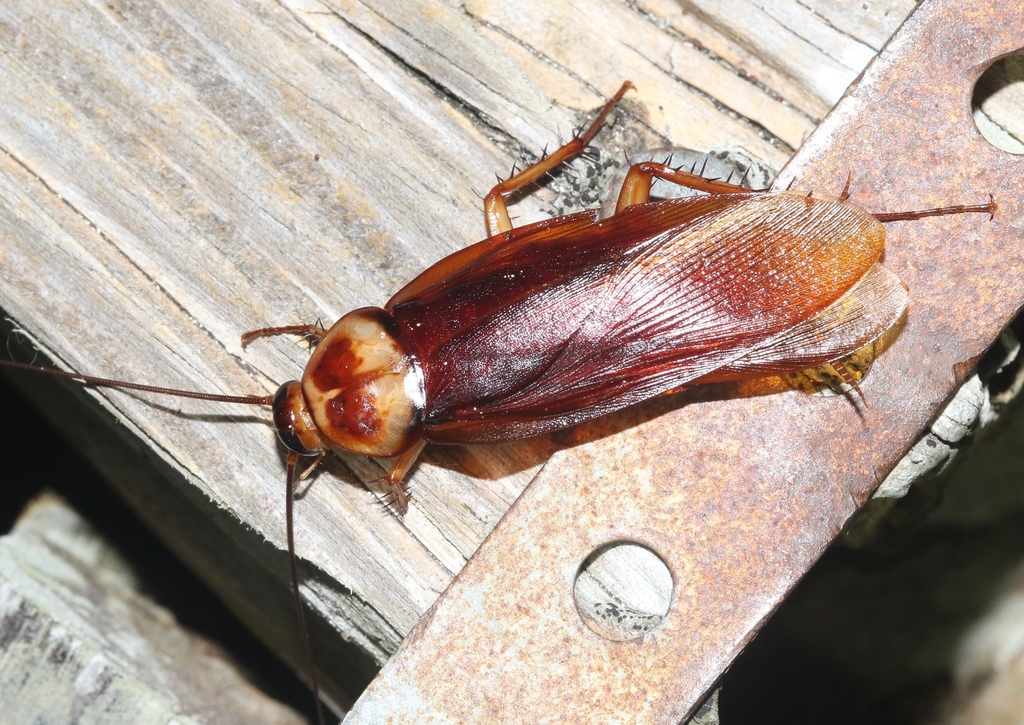 American Cockroach from Paget Parish, Bermuda on March 31, 2022 at 11: ...