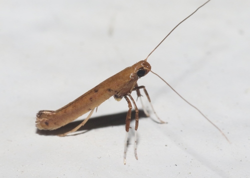Caloptilia perseae · iNaturalist