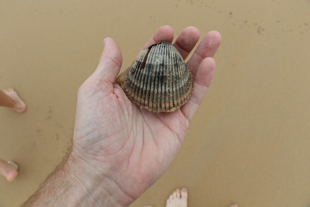 Many-spined Heart Cockle from Caloundra - Kawana, Queensland, Australia ...