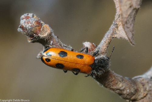 (Psoa quadrisignata)