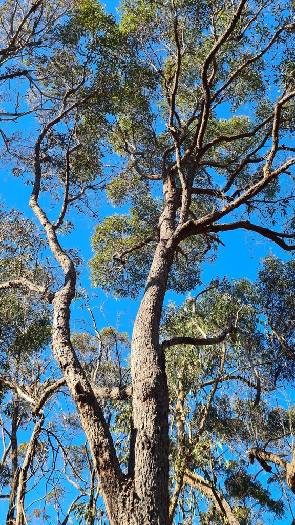Red Bloodwood from St Ives Chase NSW 2075, Australia on April 17, 2022 ...