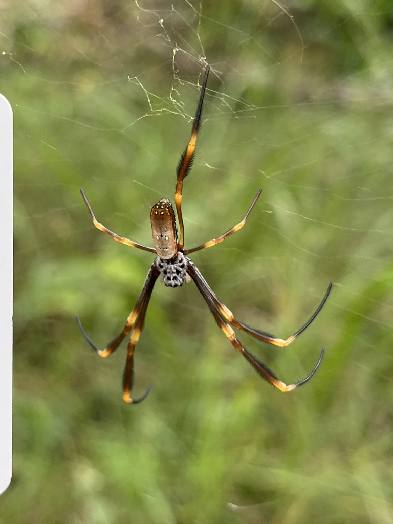 Tiger Spider from Ben Bennett Bushland Park, Caloundra, QLD, AU on ...