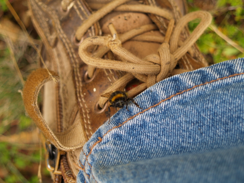 Buff-tailed Bumble Bee from Lake Leake TAS 7210, Australia on April 17 ...